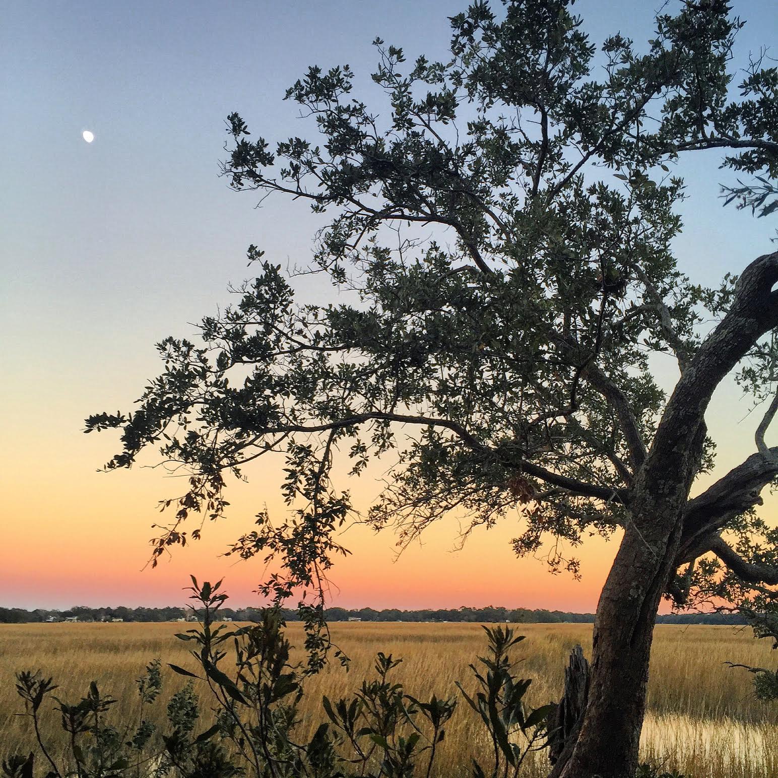 Iconic Images of the Lowcountry - Charleston Daily