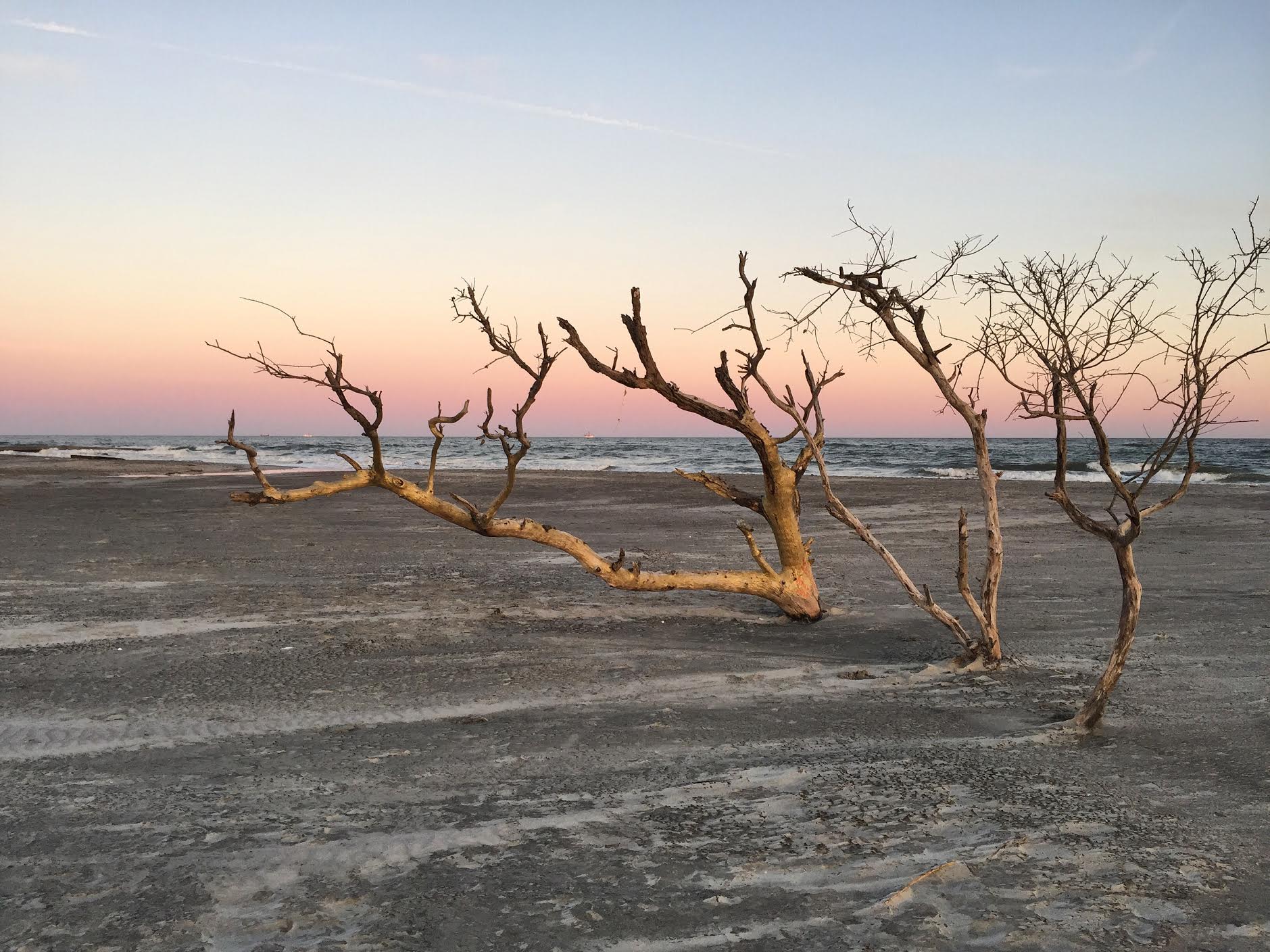 Discover the Folly Beach Wishing Tree - Charleston Daily