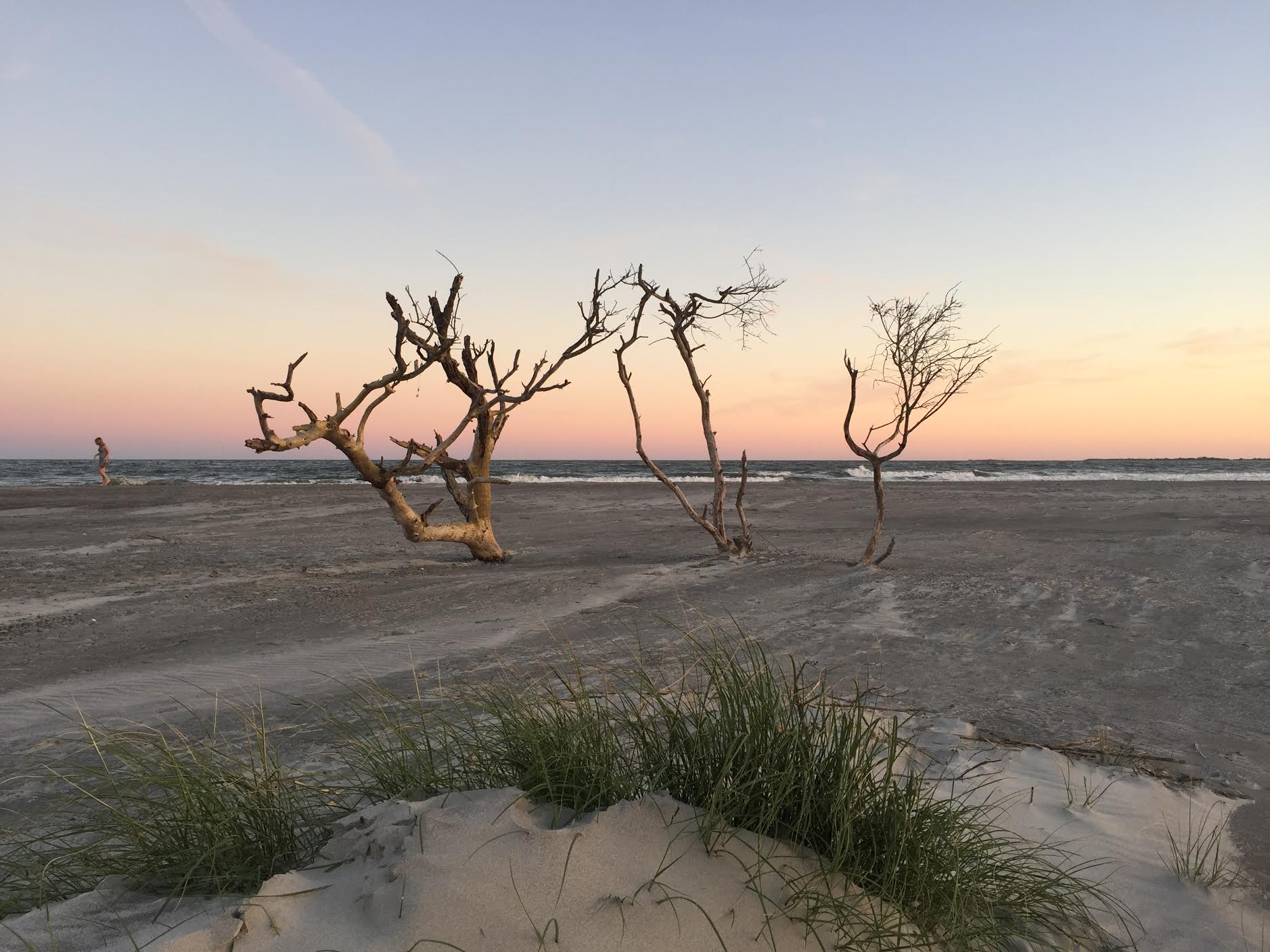 Discover the Folly Beach Wishing Tree - Charleston Daily
