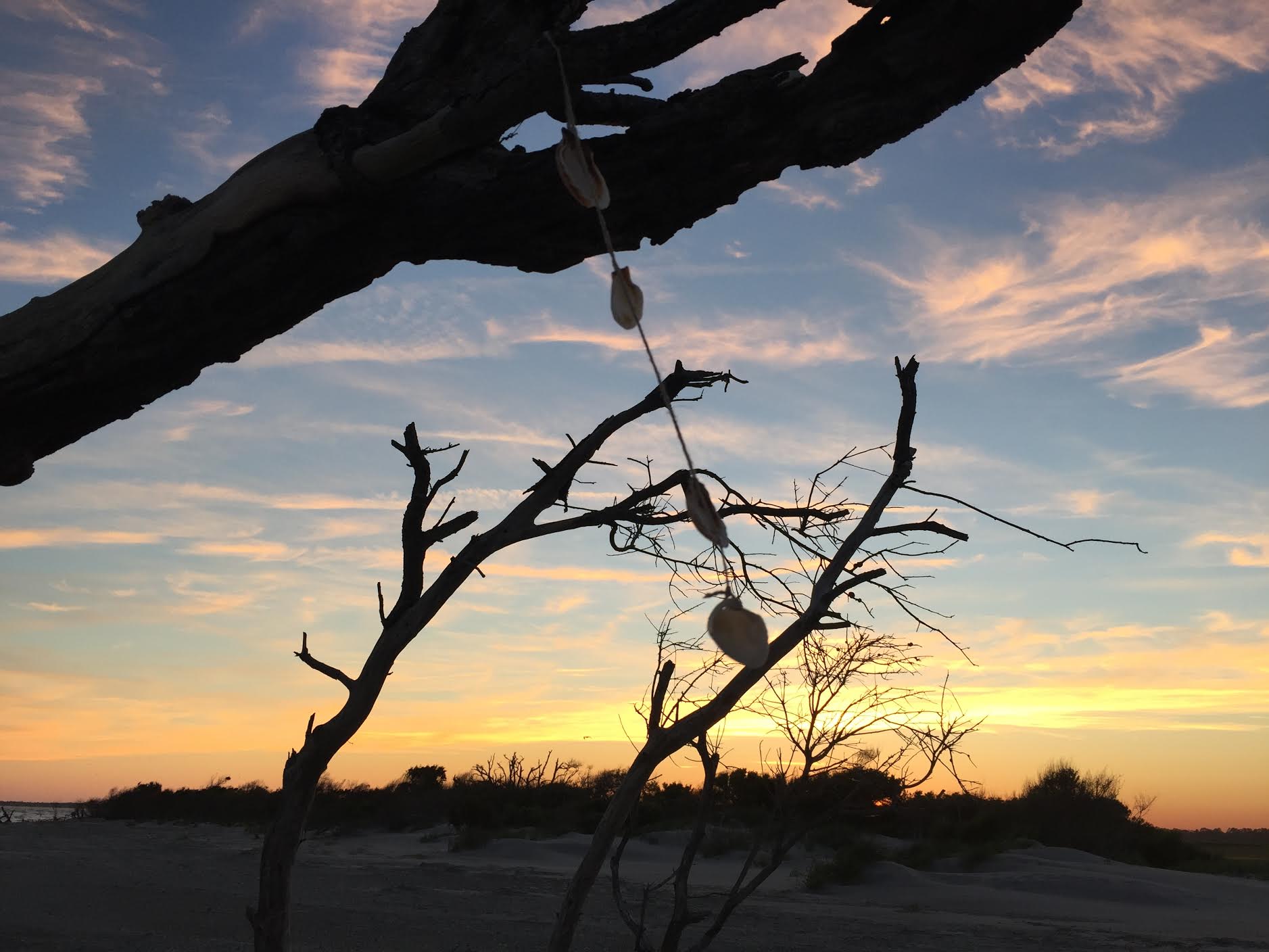 Discover the Folly Beach Wishing Tree - Charleston Daily