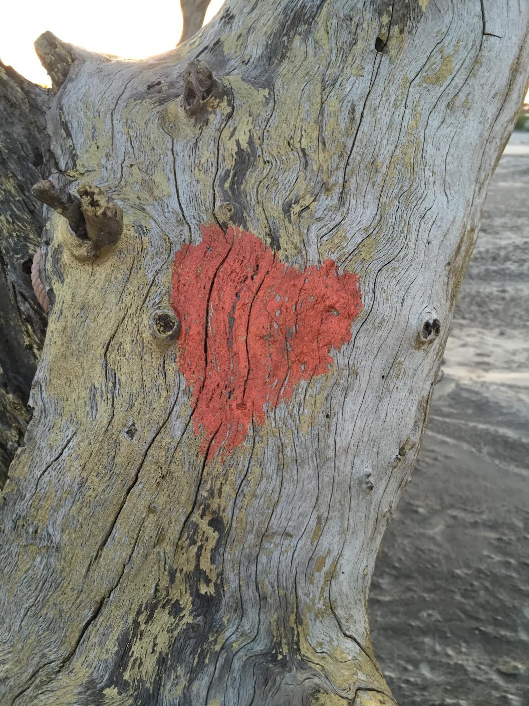 Discover the Folly Beach Wishing Tree - Charleston Daily