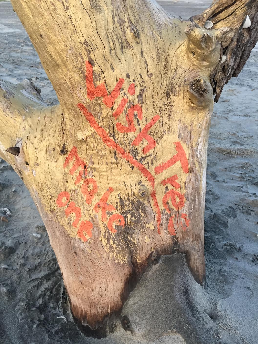 Discover the Folly Beach Wishing Tree - Charleston Daily