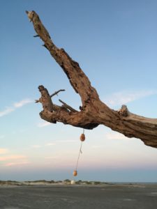 Discover the Folly Beach Wishing Tree - Charleston Daily
