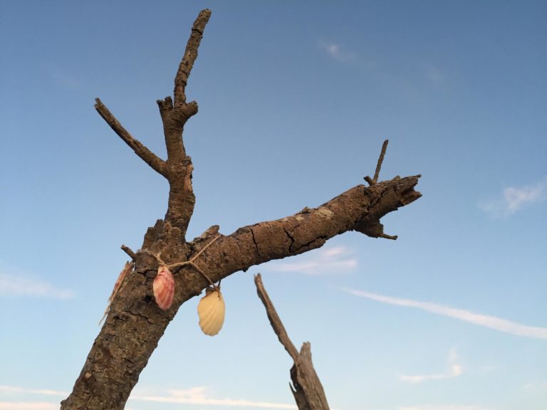 Discover the Folly Beach Wishing Tree - Charleston Daily