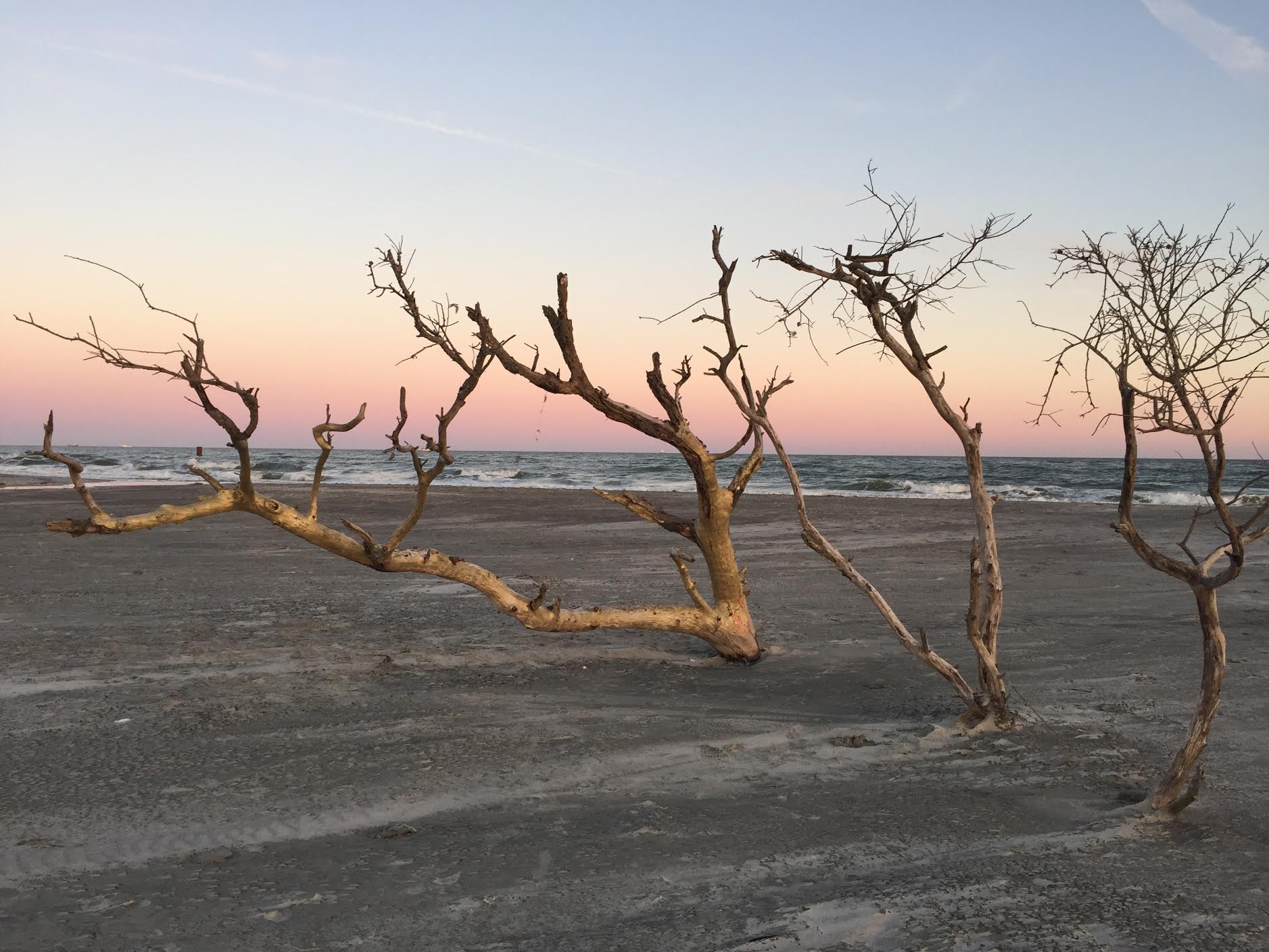 Discover the Folly Beach Wishing Tree - Charleston Daily