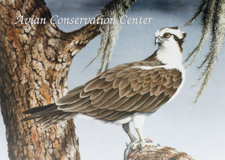 Charleston’s The Avian Conservation Center & Partners Bring “Year of ...