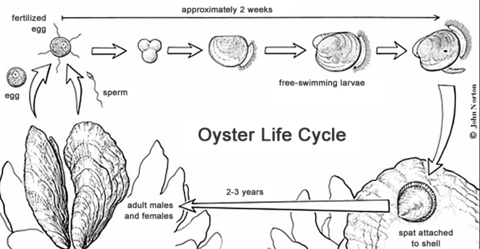 Humanity’s Primal Connection to Oysters – From the History to the ...