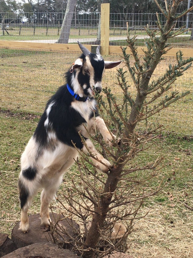 Welcome to Full Circle Farm – Johns Island’s Goat Farm - Charleston Daily