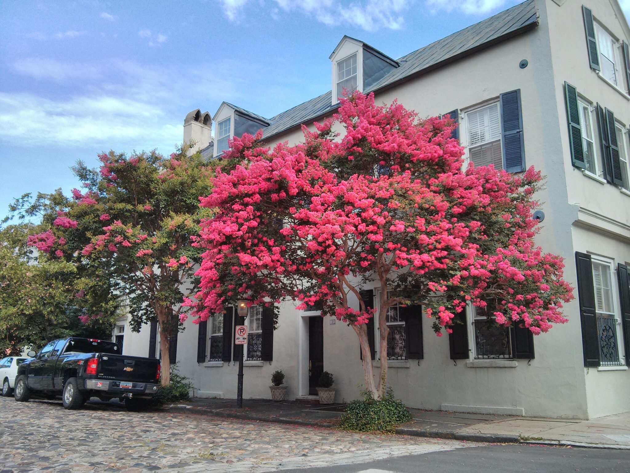 7 Common Trees and Flowers found in or around Charleston, South ...